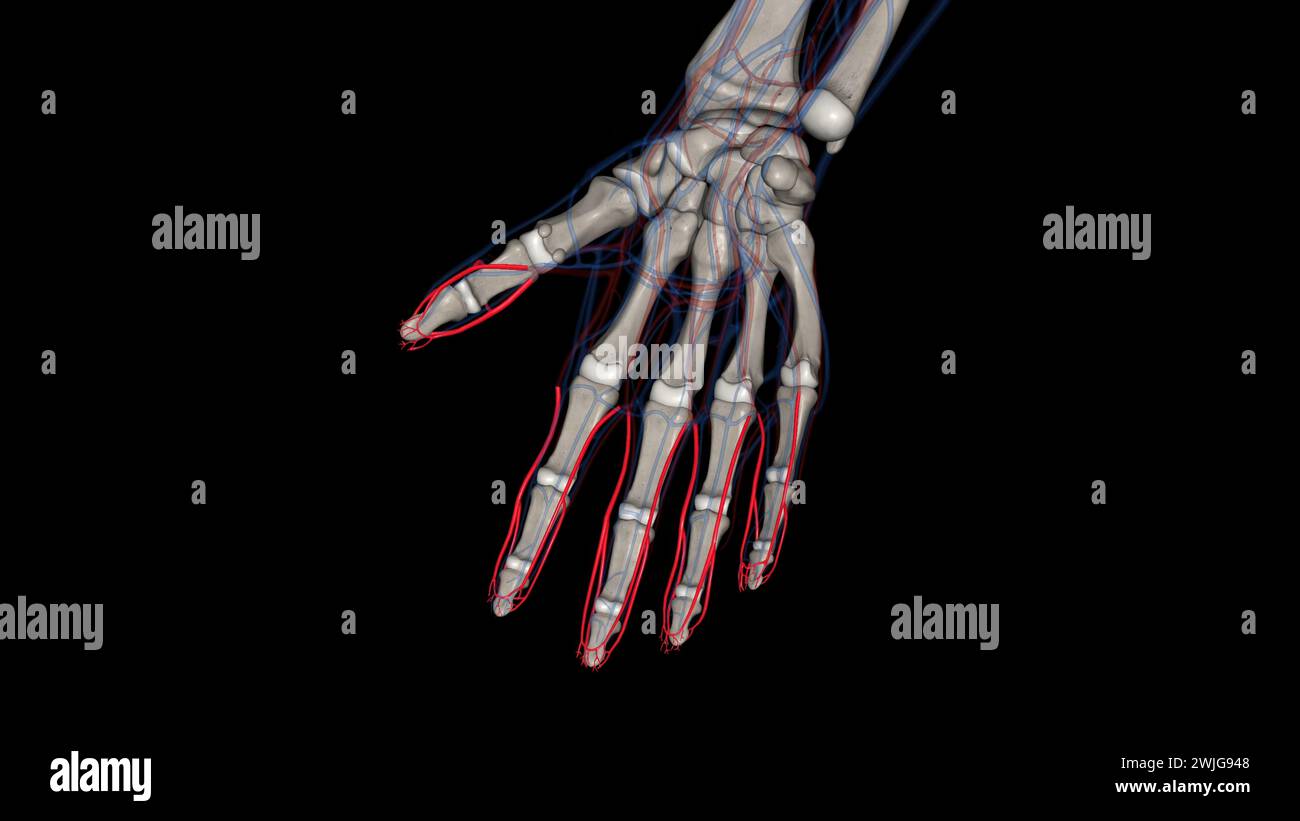 Palmar digital arteries hi-res stock photography and images - Alamy