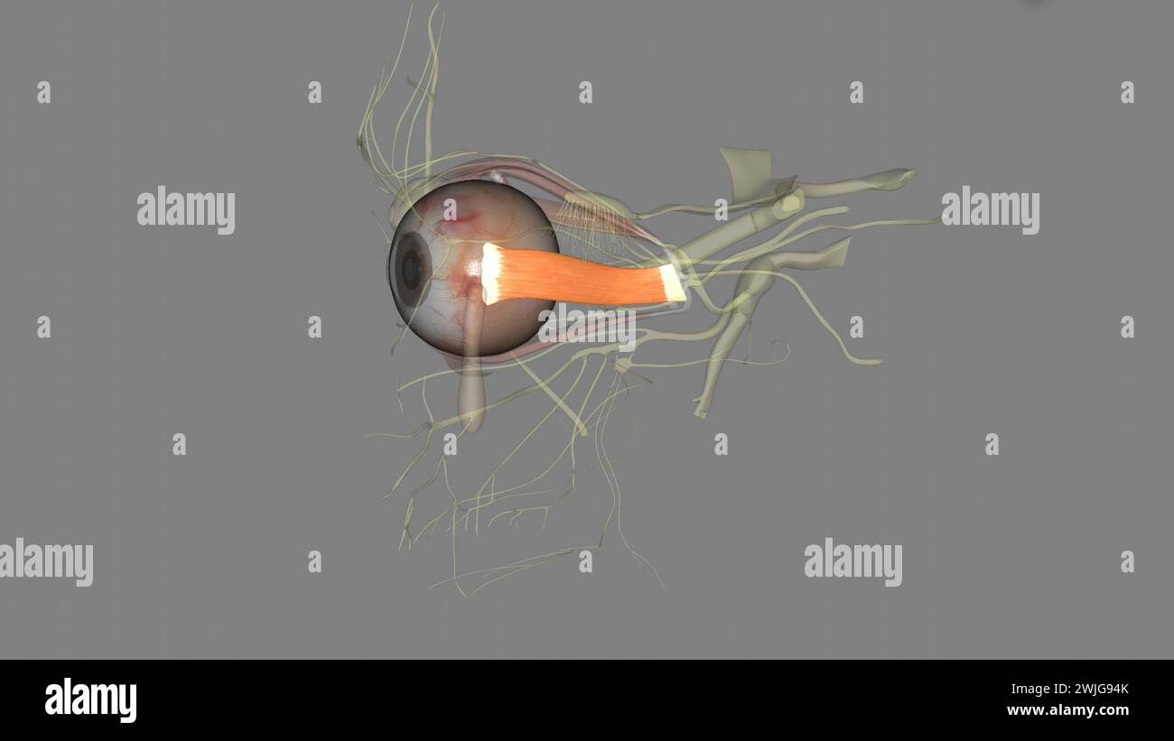 The medial rectus is an adductor, and functions along with the lateral ...