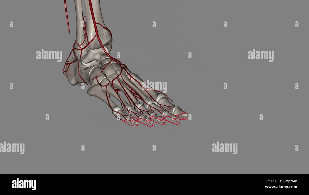 Plantar digital arteries hi-res stock photography and images - Alamy