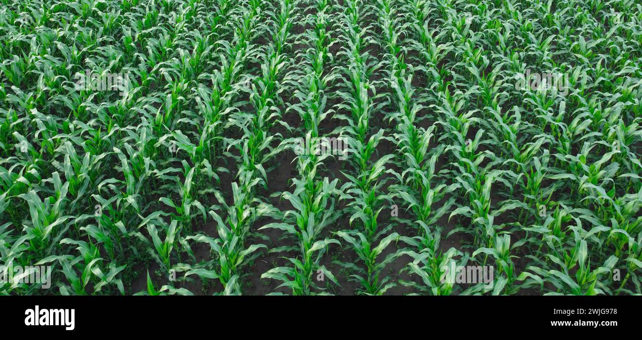 Landscape corn plantation in hi-res stock photography and images - Alamy