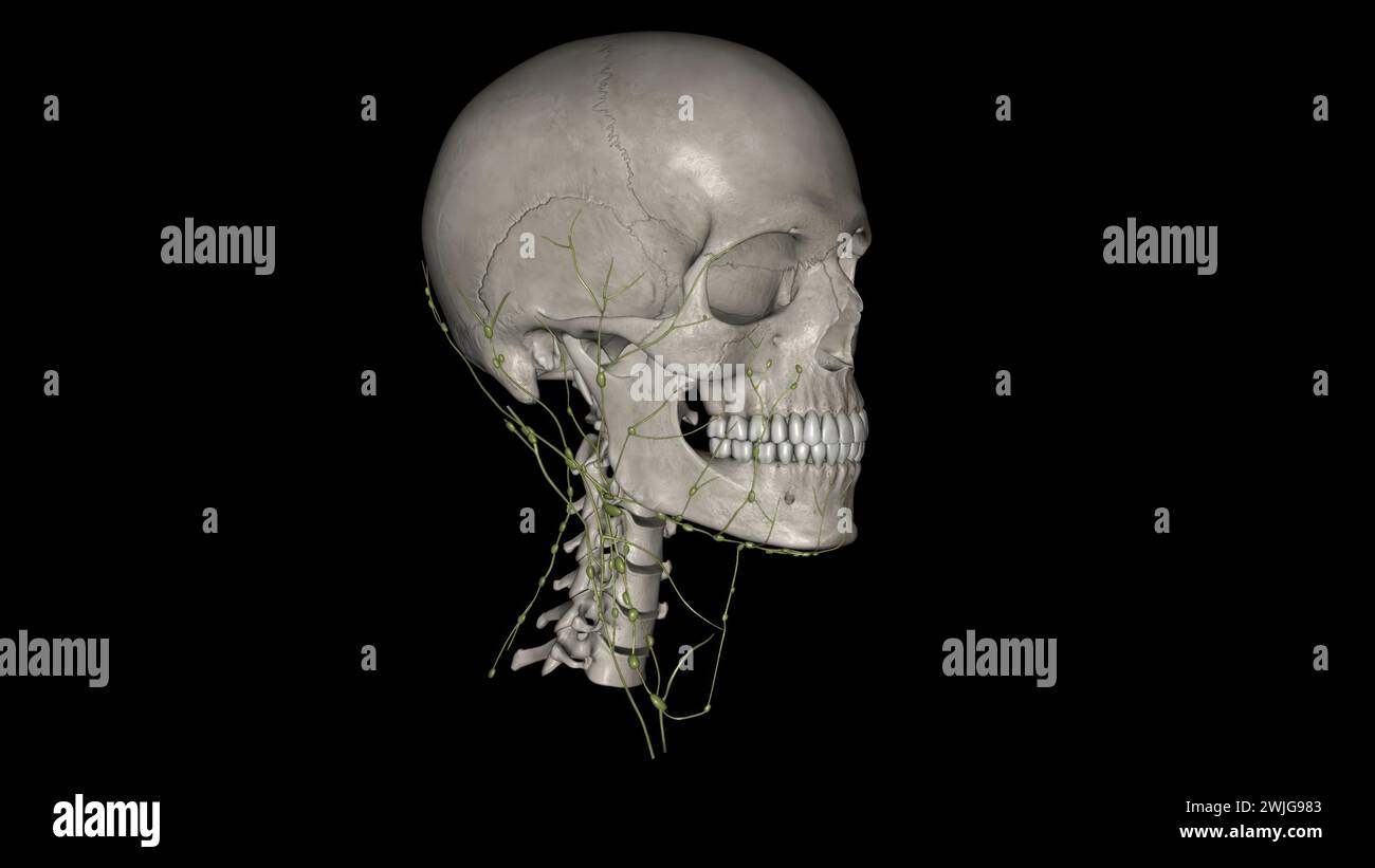 Lymphatic drainage of heart hi-res stock photography and images - Alamy