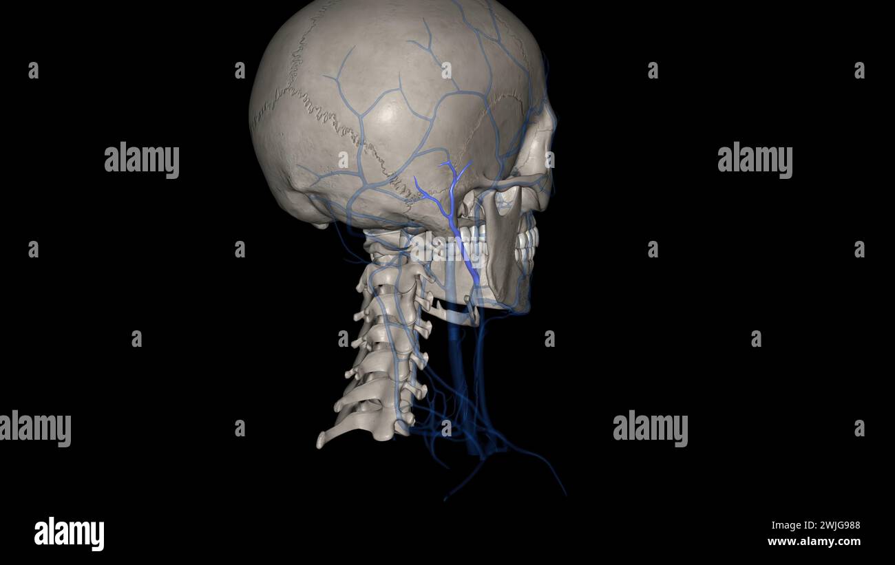 The posterior auricular vein is a vein of the head 3d illustration ...