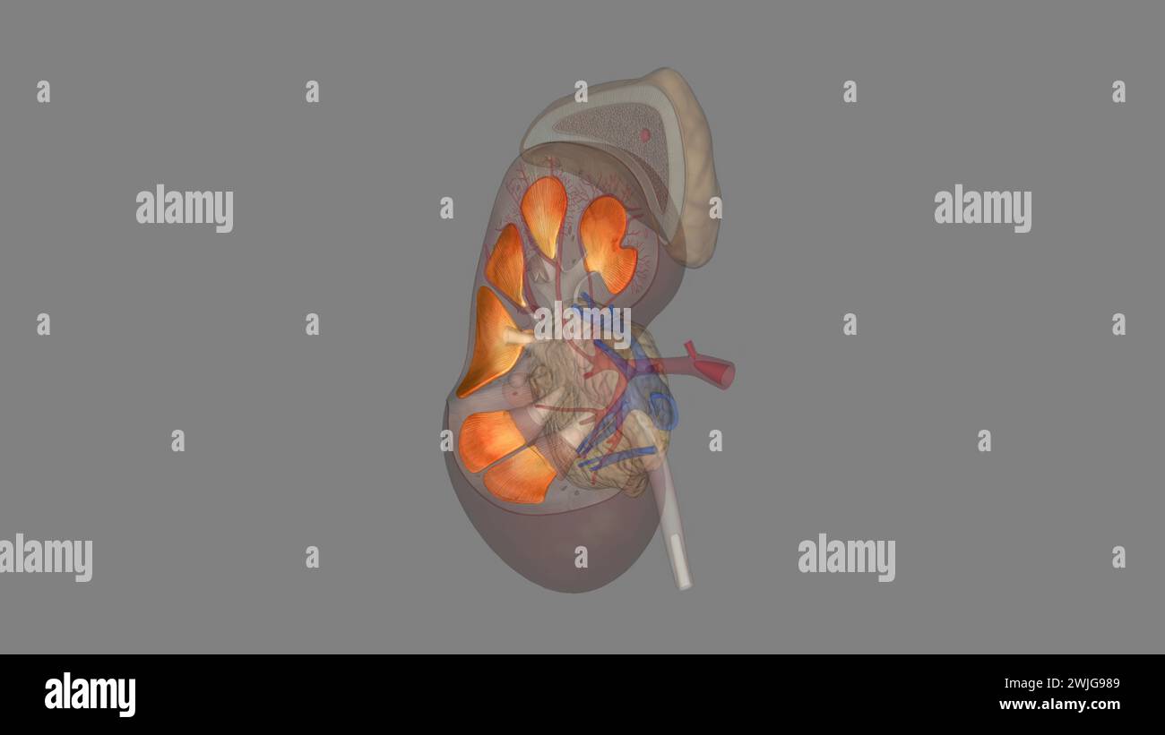 Humans have seven renal pyramids, which are cone-shaped kidney tissues ...