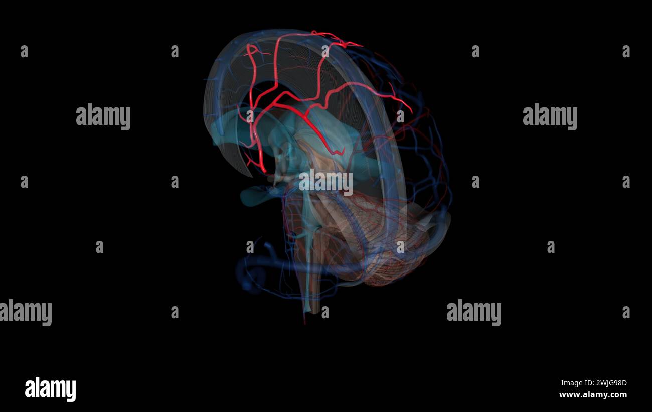 The anterior cerebral artery is the terminal branch of the ...