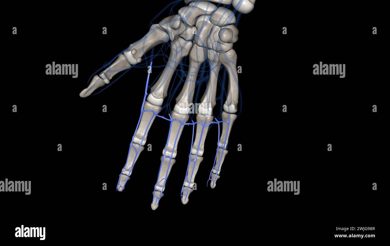 The palmar (volar) digital veins on each finger are connected to the ...