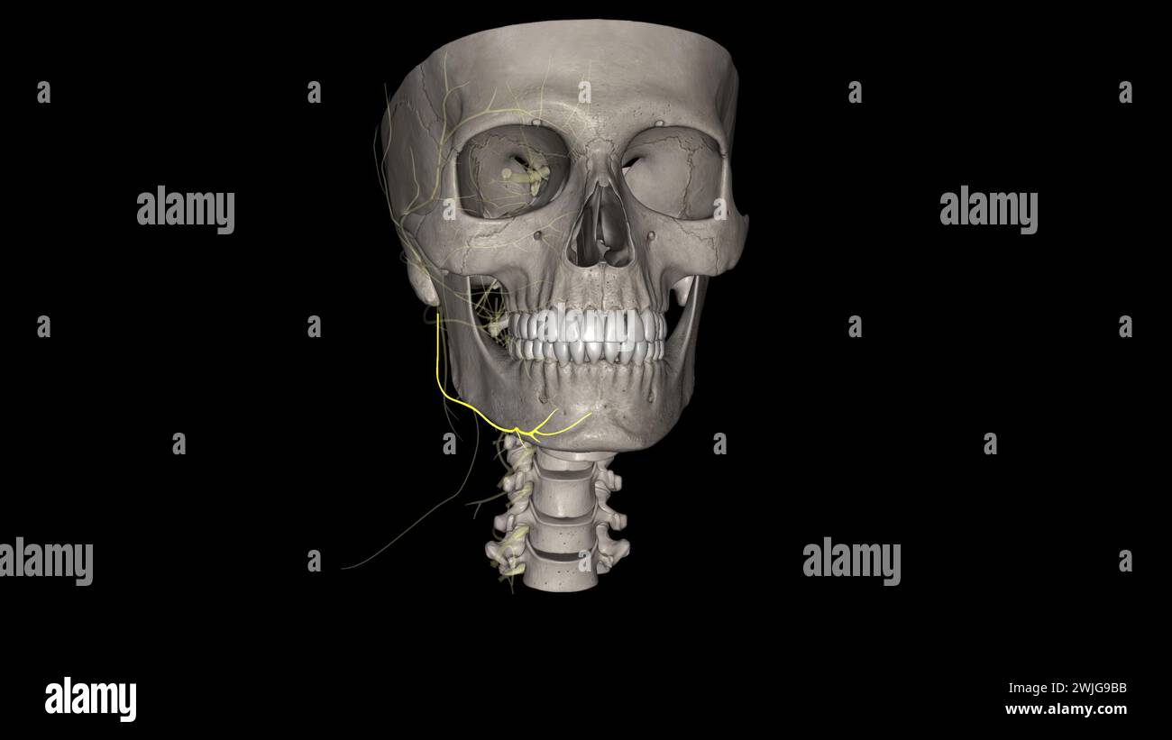 Marginal mandibular nerve hi-res stock photography and images - Alamy