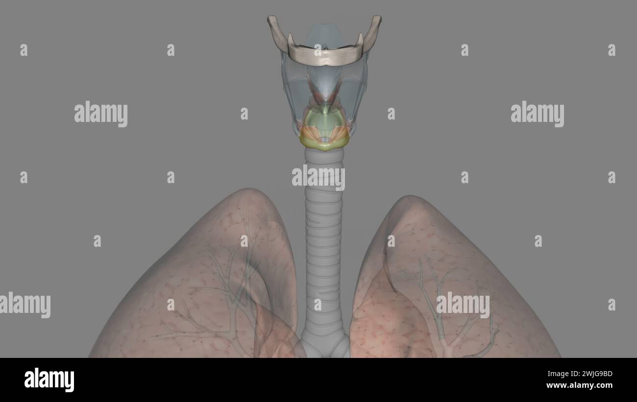 Cricoid cartilage hi-res stock photography and images - Alamy