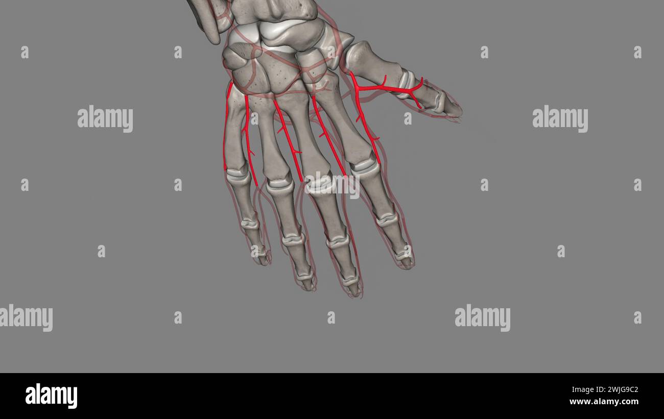 The first dorsal metacarpal artery, which arises directly from the deep ...
