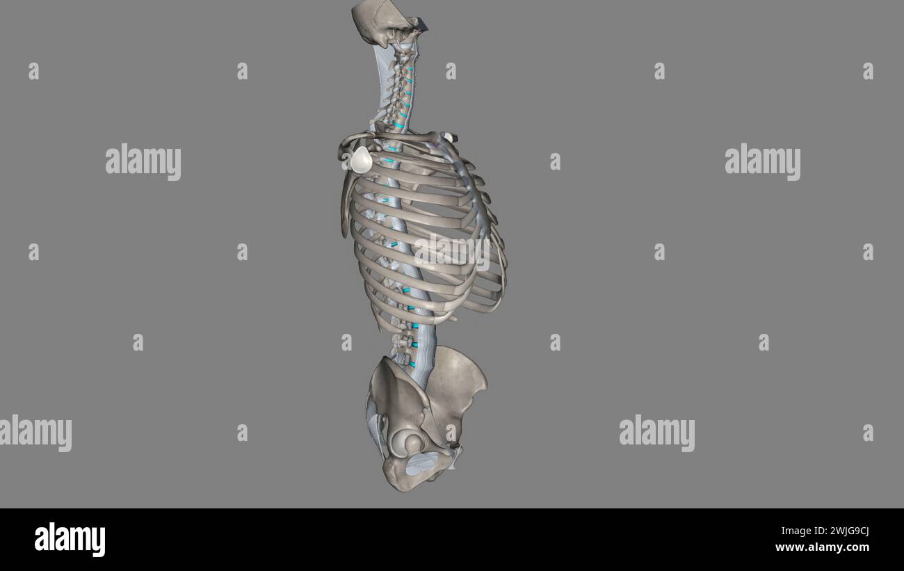 Bones of trunk anatomy hi-res stock photography and images - Alamy