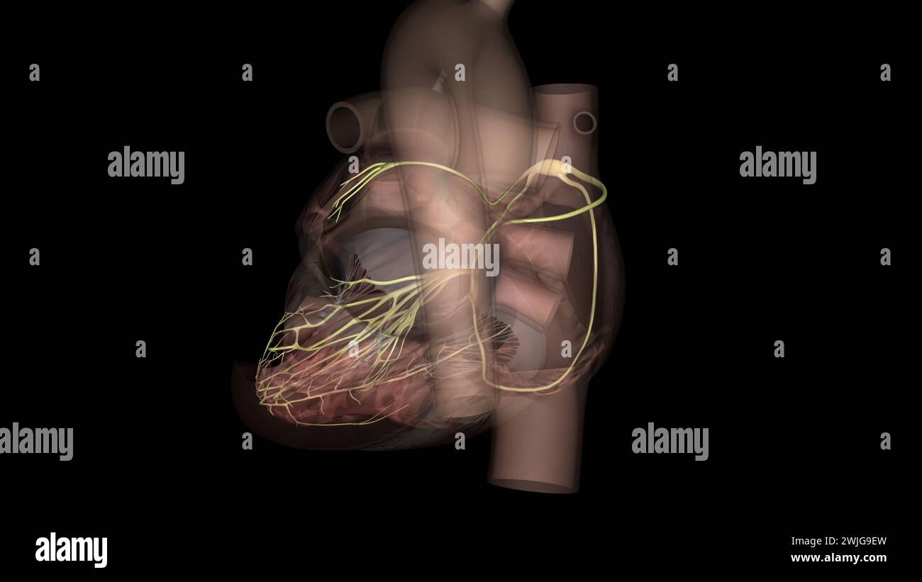 Capillary plexus hi-res stock photography and images - Alamy