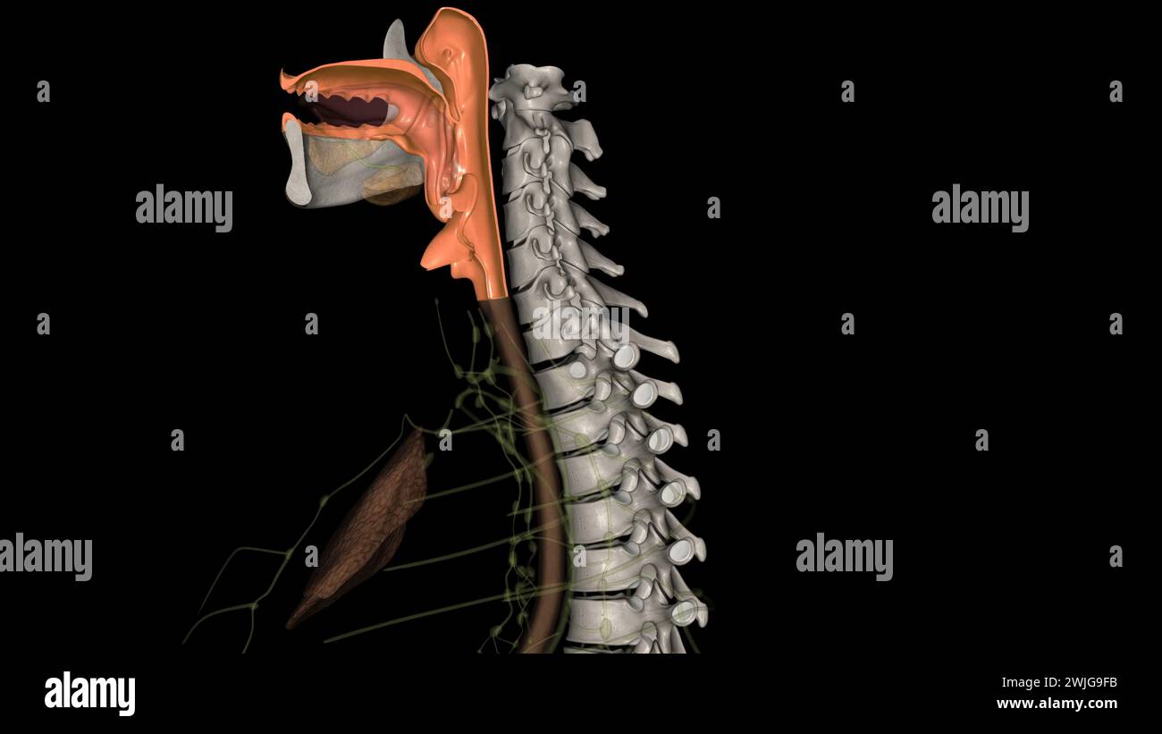 Oropharynx cancer hi-res stock photography and images - Alamy
