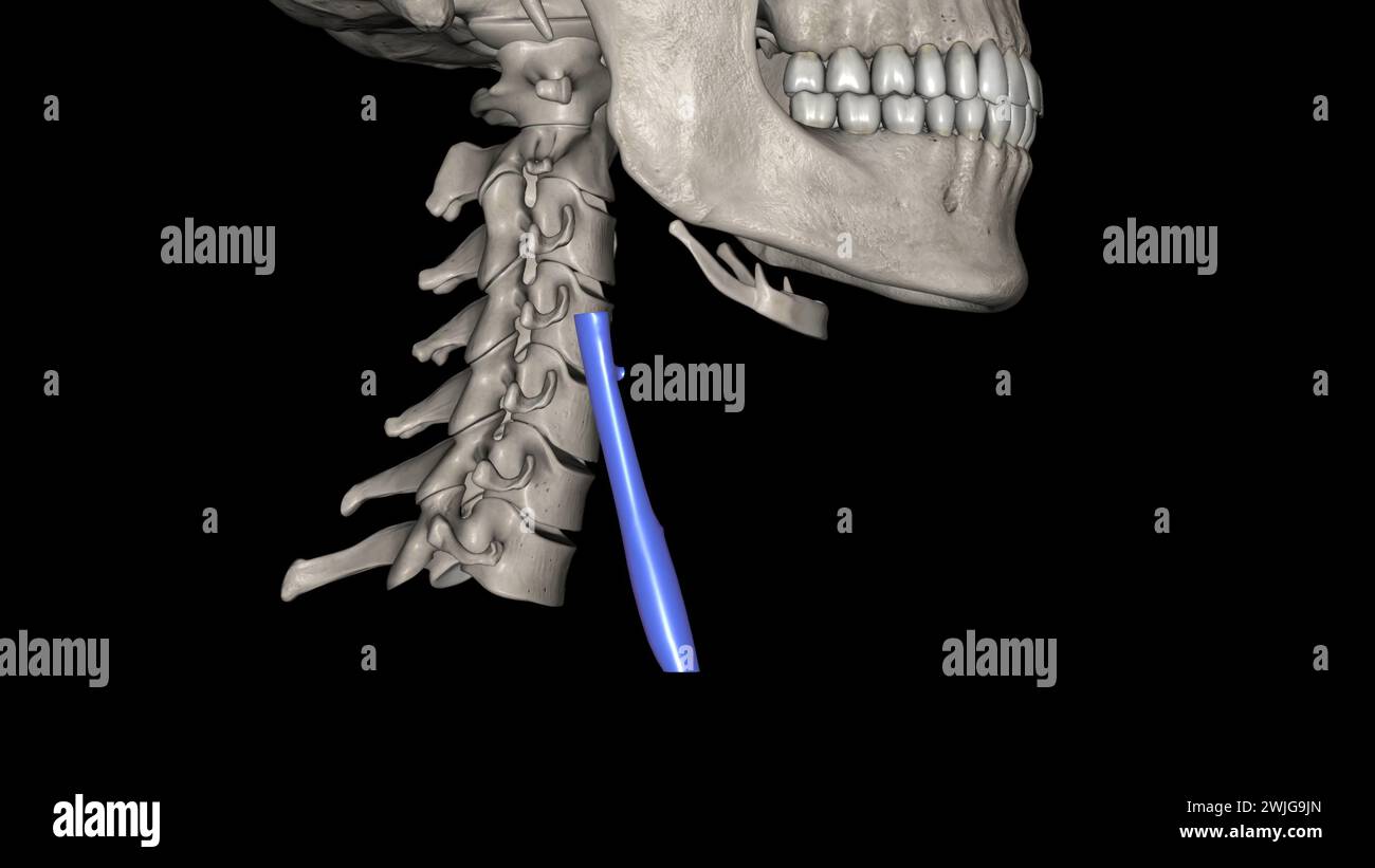 Vascular structure of face hi-res stock photography and images - Alamy