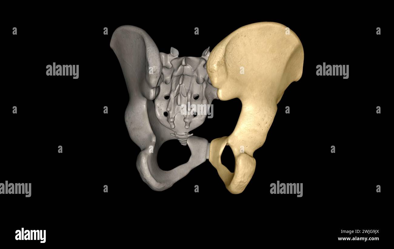 The hip bone is comprised of the three parts the ilium, pubis and ...