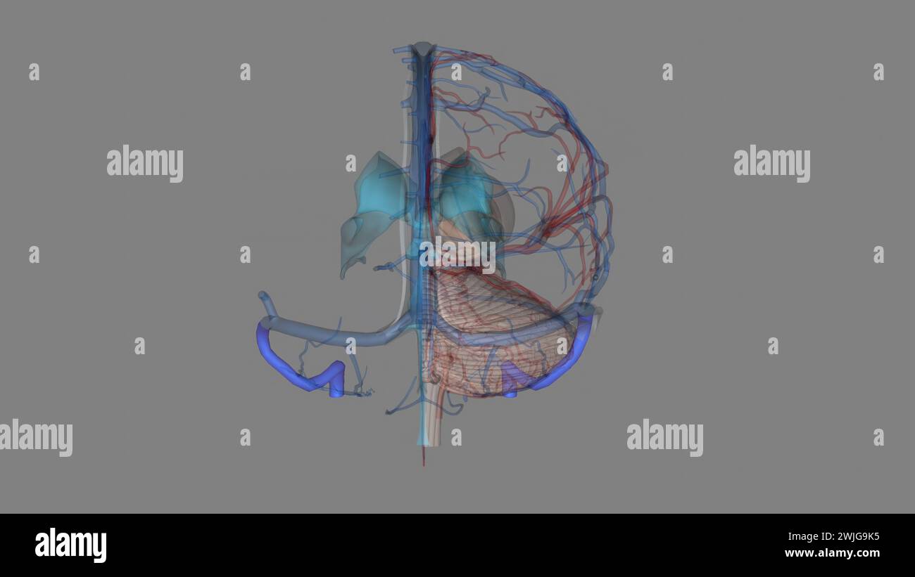 Intracranial venous anatomy hi-res stock photography and images - Alamy