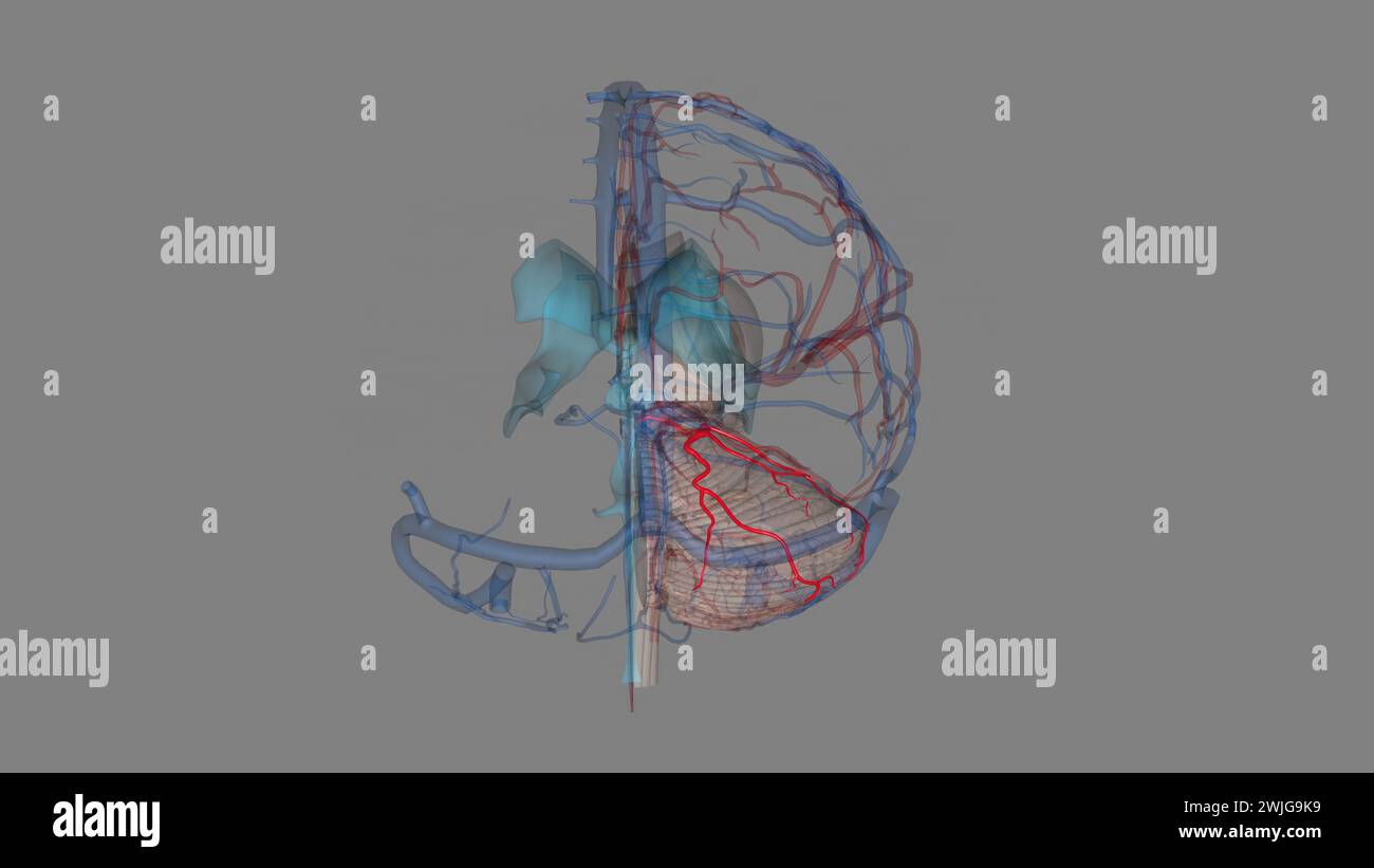 The superior cerebellar artery (SCA) is an artery of the head 3d ...