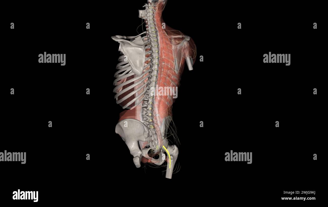 The common peroneal nerve, also known as the common fibular nerve Stock ...