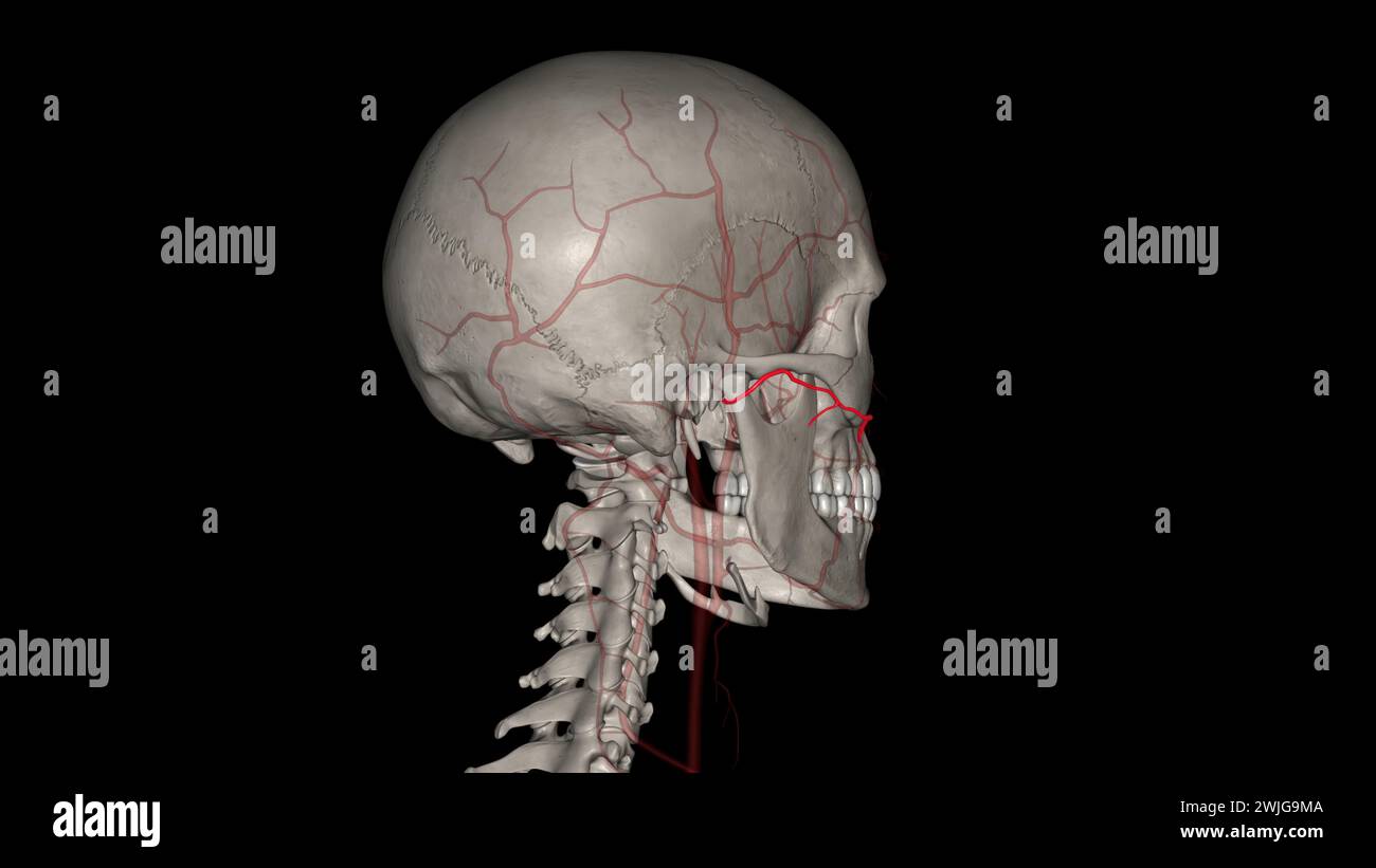 The transverse facial artery (TFA) is a branch of the superficial ...