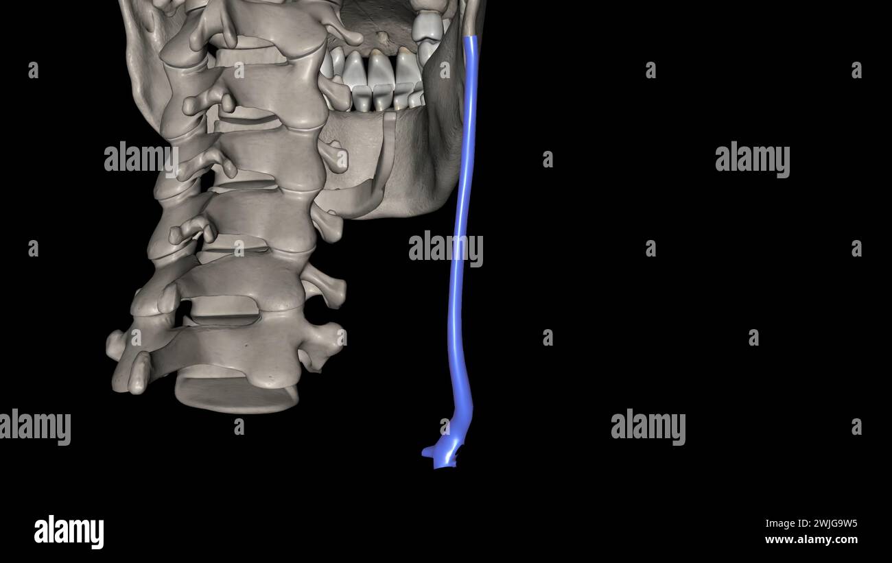 The external jugular is a large vein used in prehospital medicine for ...