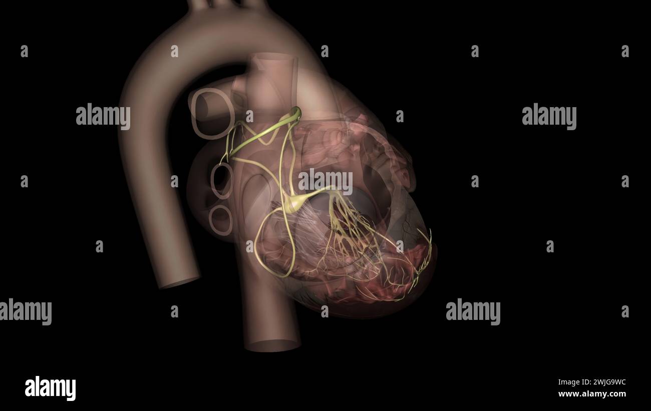 The network of nerves supplying the heart is called the cardiac plexus ...