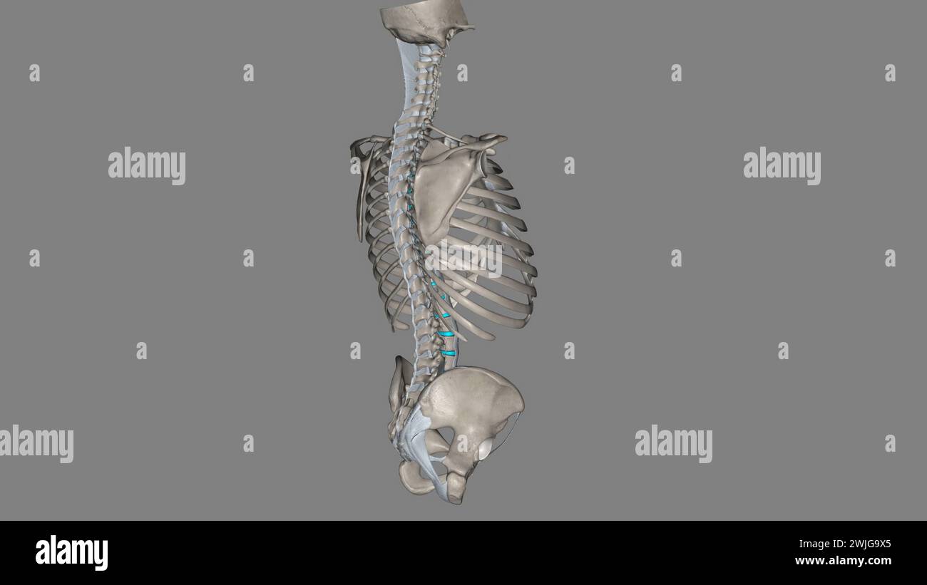 Bones of trunk anatomy hi-res stock photography and images - Alamy