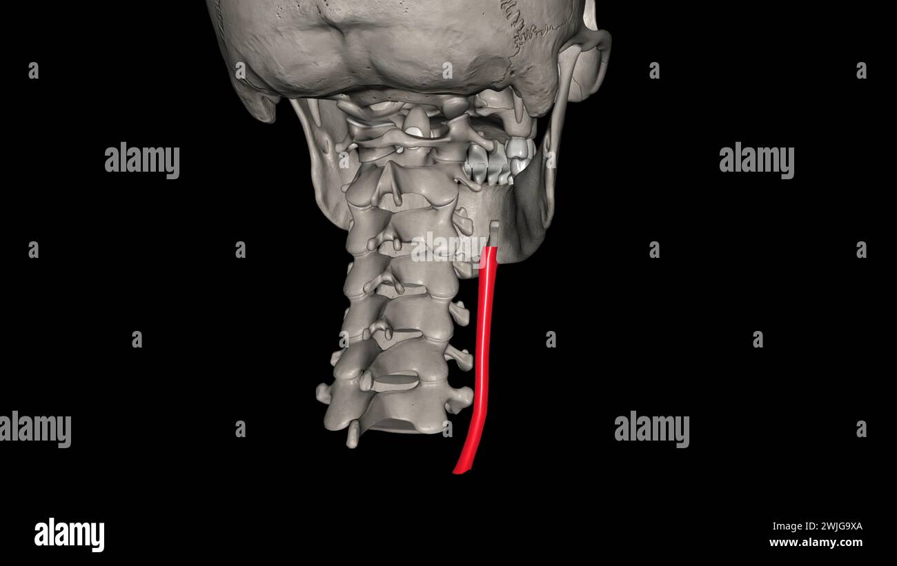Right common carotid artery 3d illustration Stock Photo - Alamy