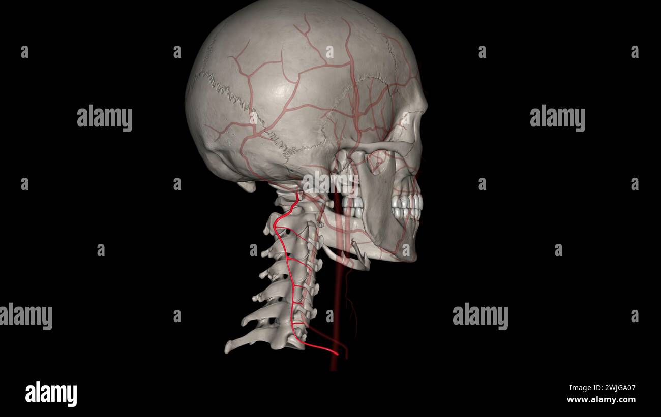 The deep cervical artery (Profunda cervicalis) is an artery of the neck ...