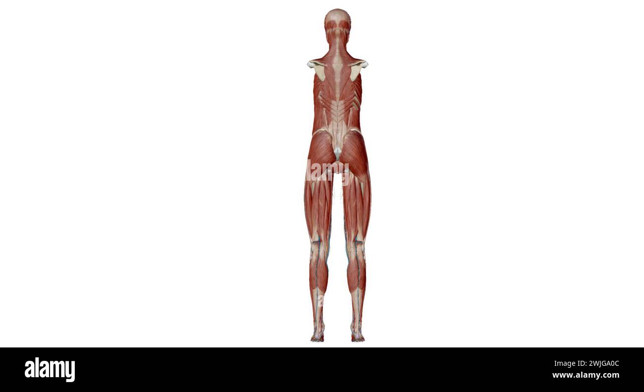 Vertebrates pelvic girdle hi-res stock photography and images - Alamy