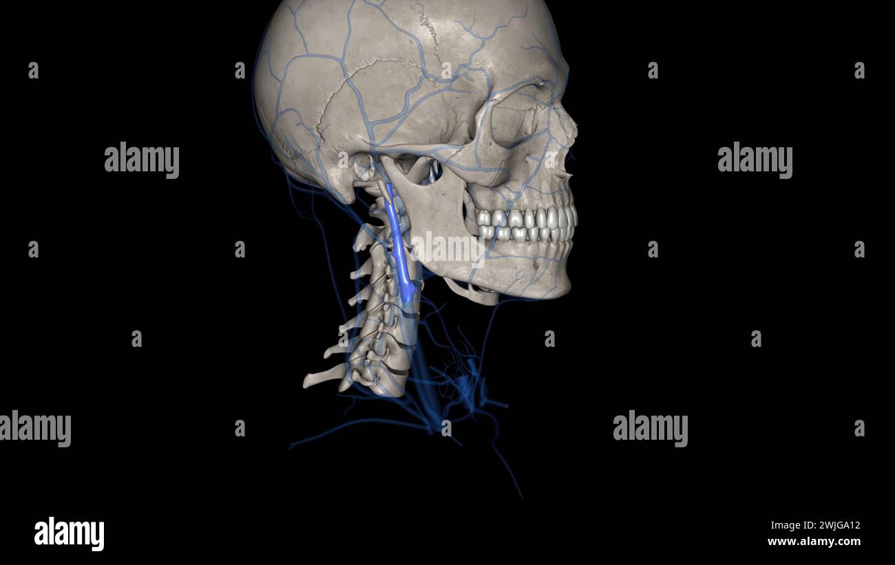 Vascular structure of face hi-res stock photography and images - Alamy