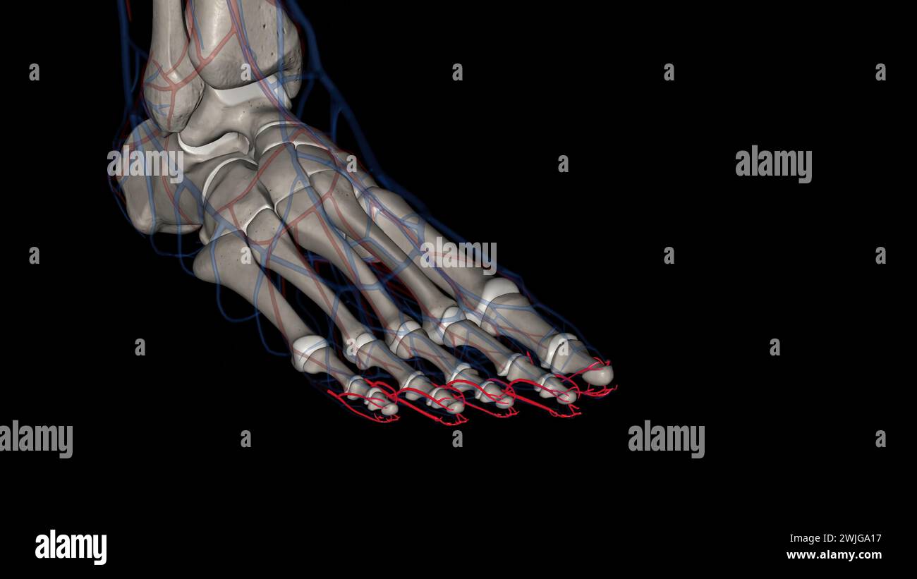 Plantar digital arteries hi-res stock photography and images - Alamy