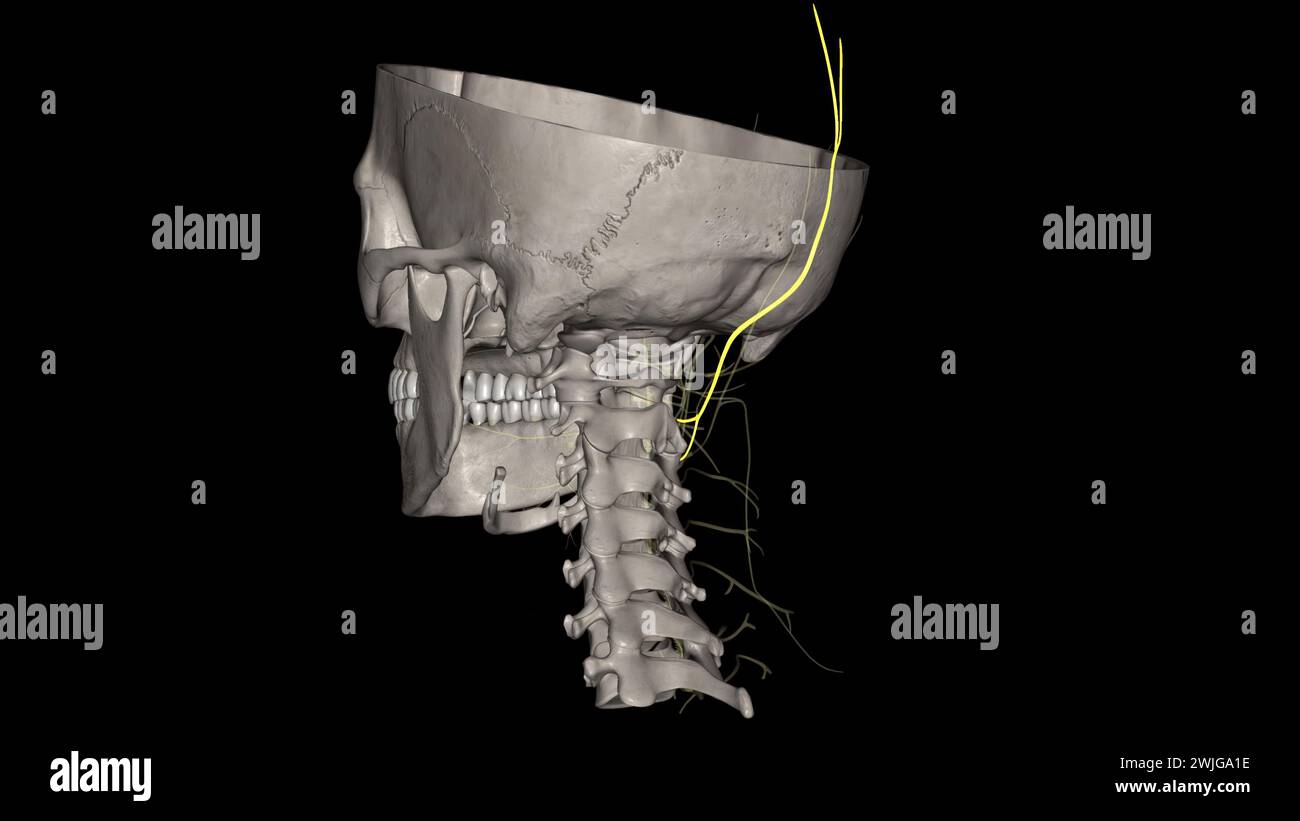Occipital nerve hi-res stock photography and images - Alamy