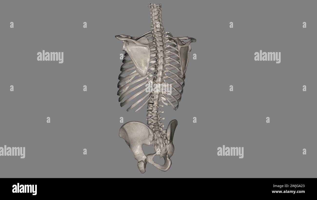 Sternum fracture hi-res stock photography and images - Alamy