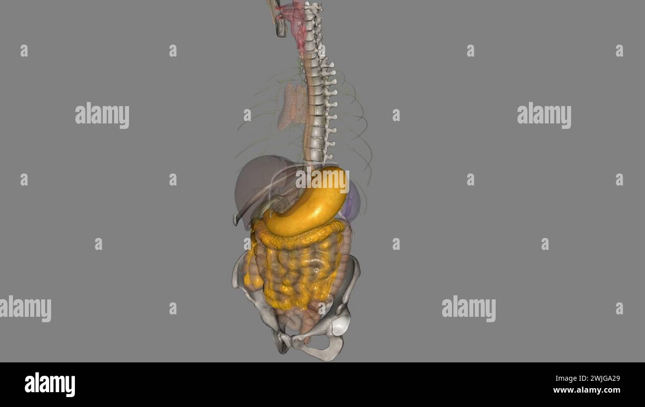 The stomach is a primary digestive organ and an important step in the ...