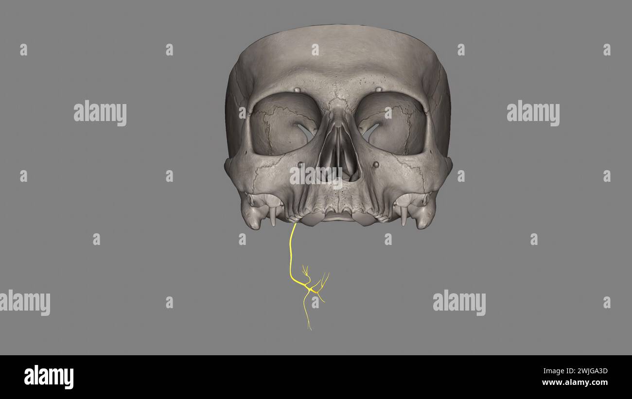 Muscle stem cells hi-res stock photography and images - Alamy