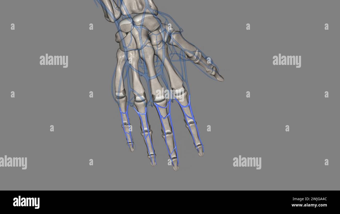 Common palmar digital arteries hi-res stock photography and images - Alamy