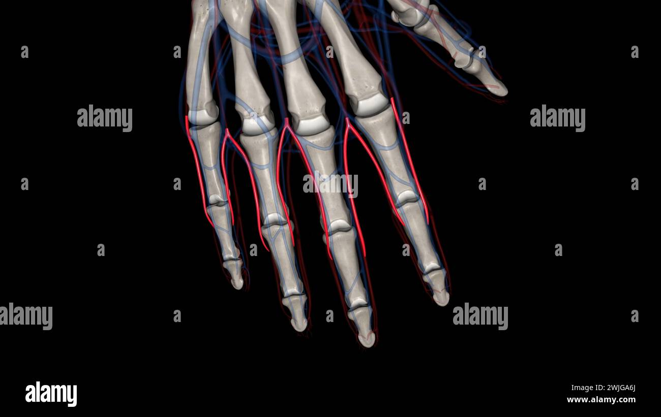 Common palmar digital arteries hi-res stock photography and images - Alamy
