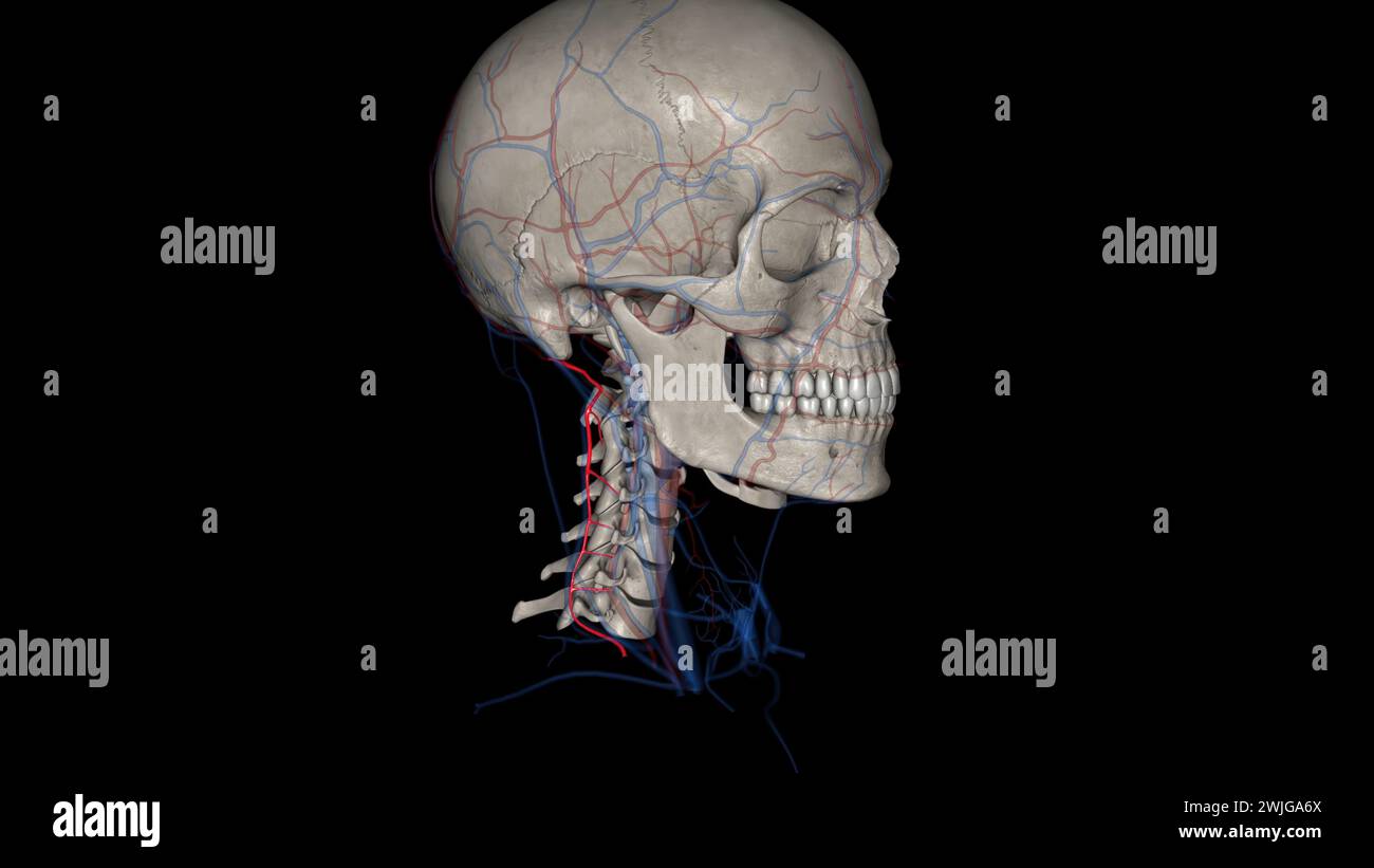 The deep cervical artery (Profunda cervicalis) is an artery of the neck ...
