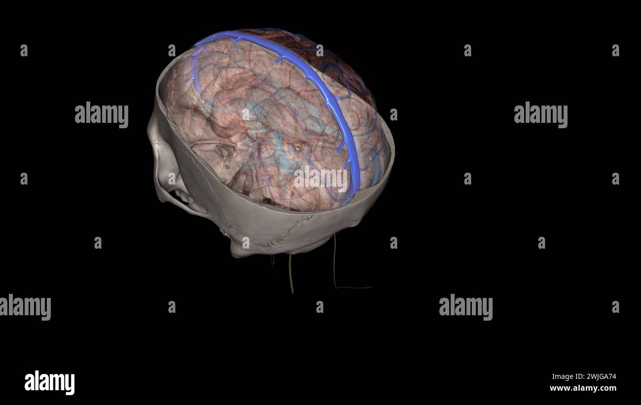 The superior sagittal sinus within the human head, is an unpaired area ...