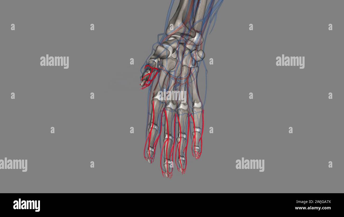 Palmar digital arteries hi-res stock photography and images - Alamy