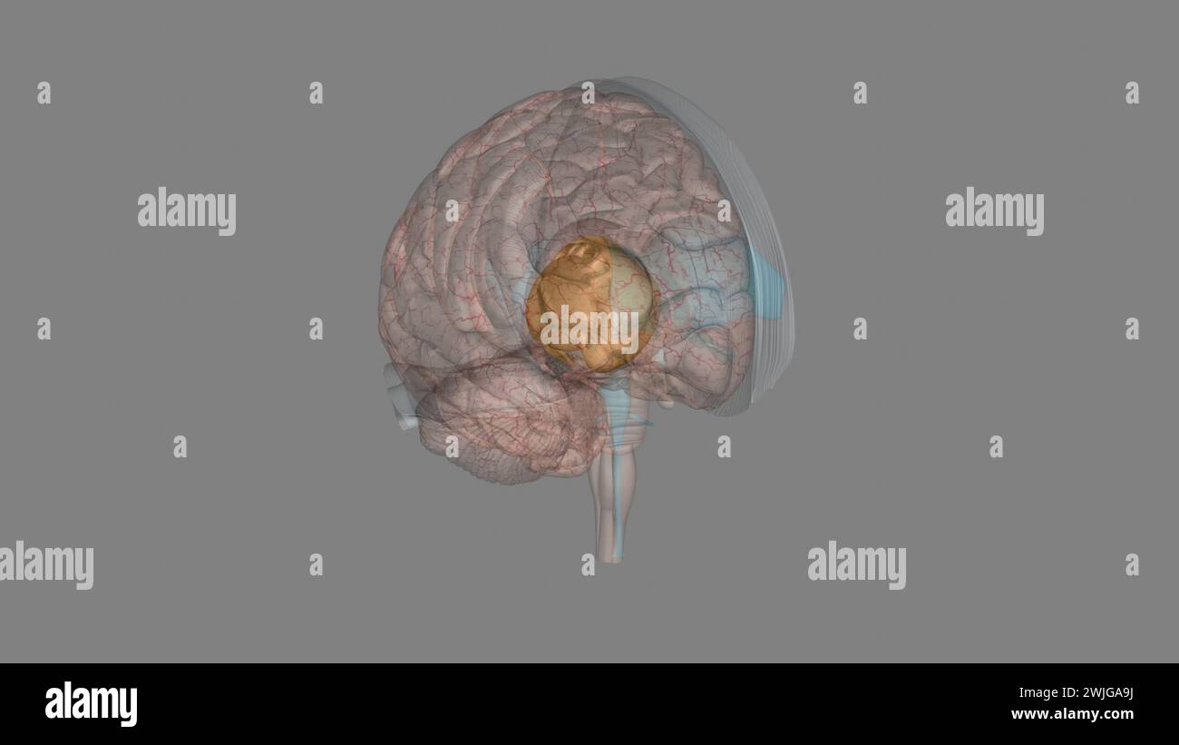Ventral striatum hi-res stock photography and images - Alamy
