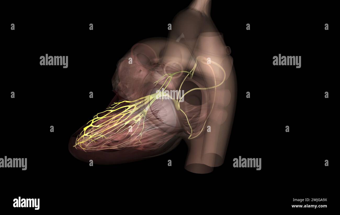 Anterior papillary muscle hi-res stock photography and images - Alamy