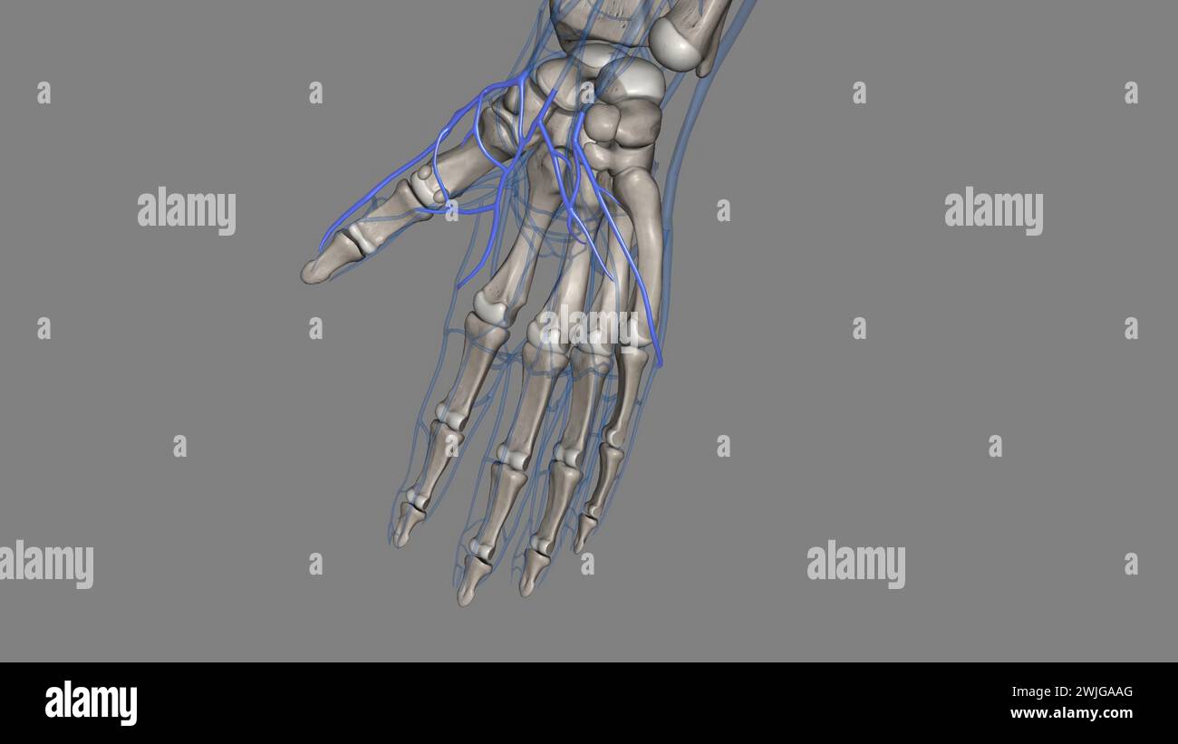 Venous arch hi-res stock photography and images - Alamy