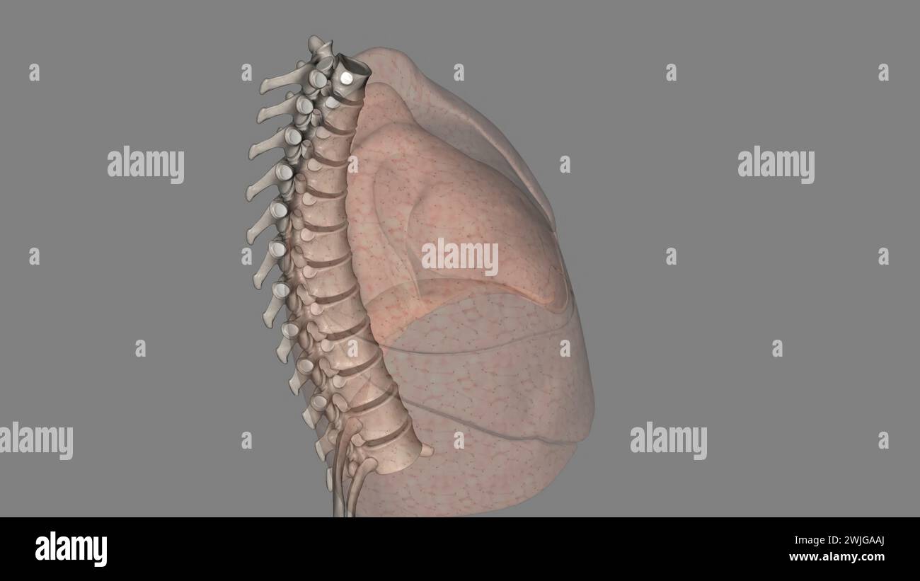 Lungs respiration oxygen exchange hi-res stock photography and images ...