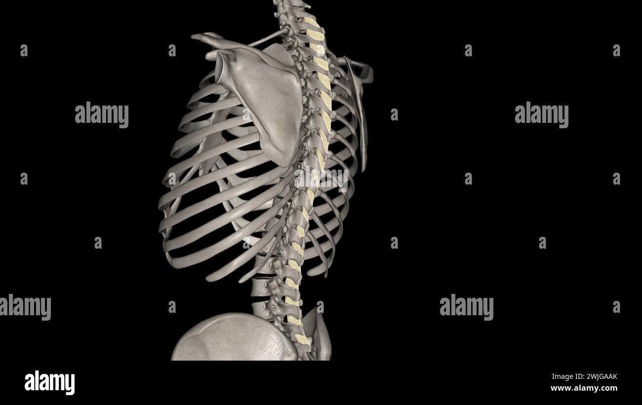 The role of the interspinous ligament is to limit flexion (bending ...