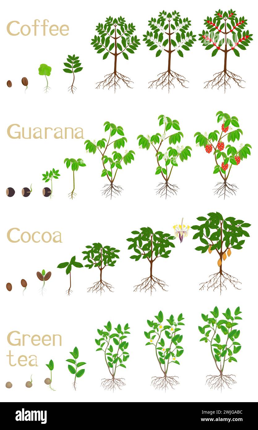 Coffee life cycle Stock Vector Images - Alamy