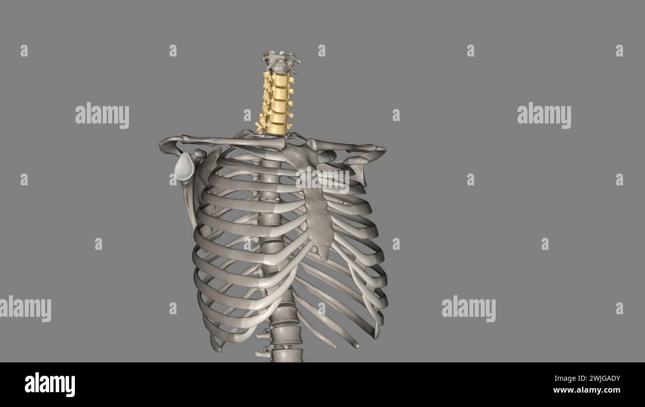 Cervical vertebrae c7 hi-res stock photography and images - Alamy