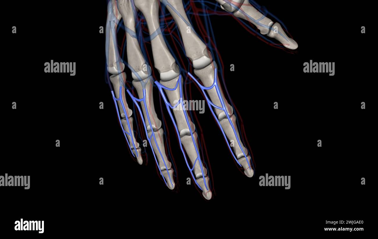 Common palmar digital arteries hi-res stock photography and images - Alamy
