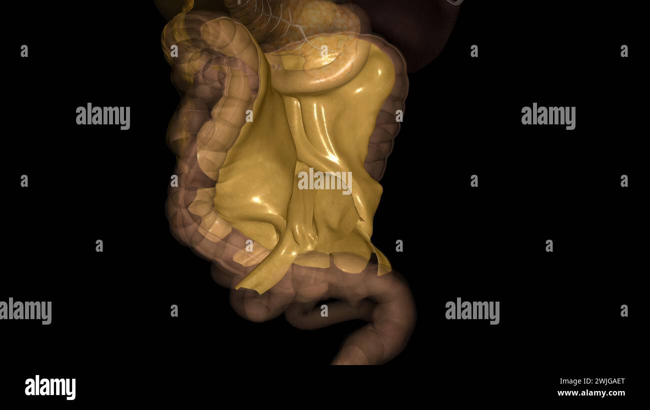 Mesocolon hi-res stock photography and images - Alamy