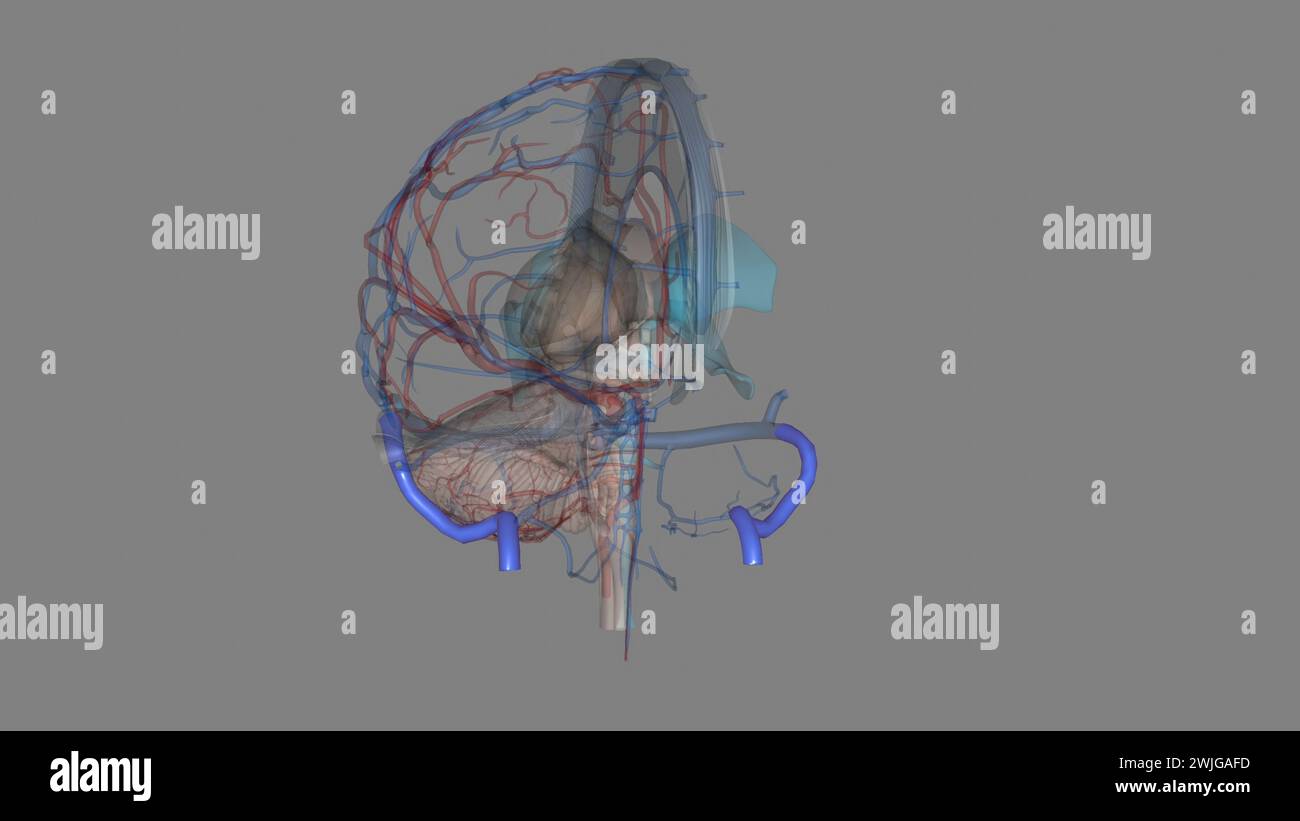 The sigmoid sinus is a paired intracranial venous channel 3d ...