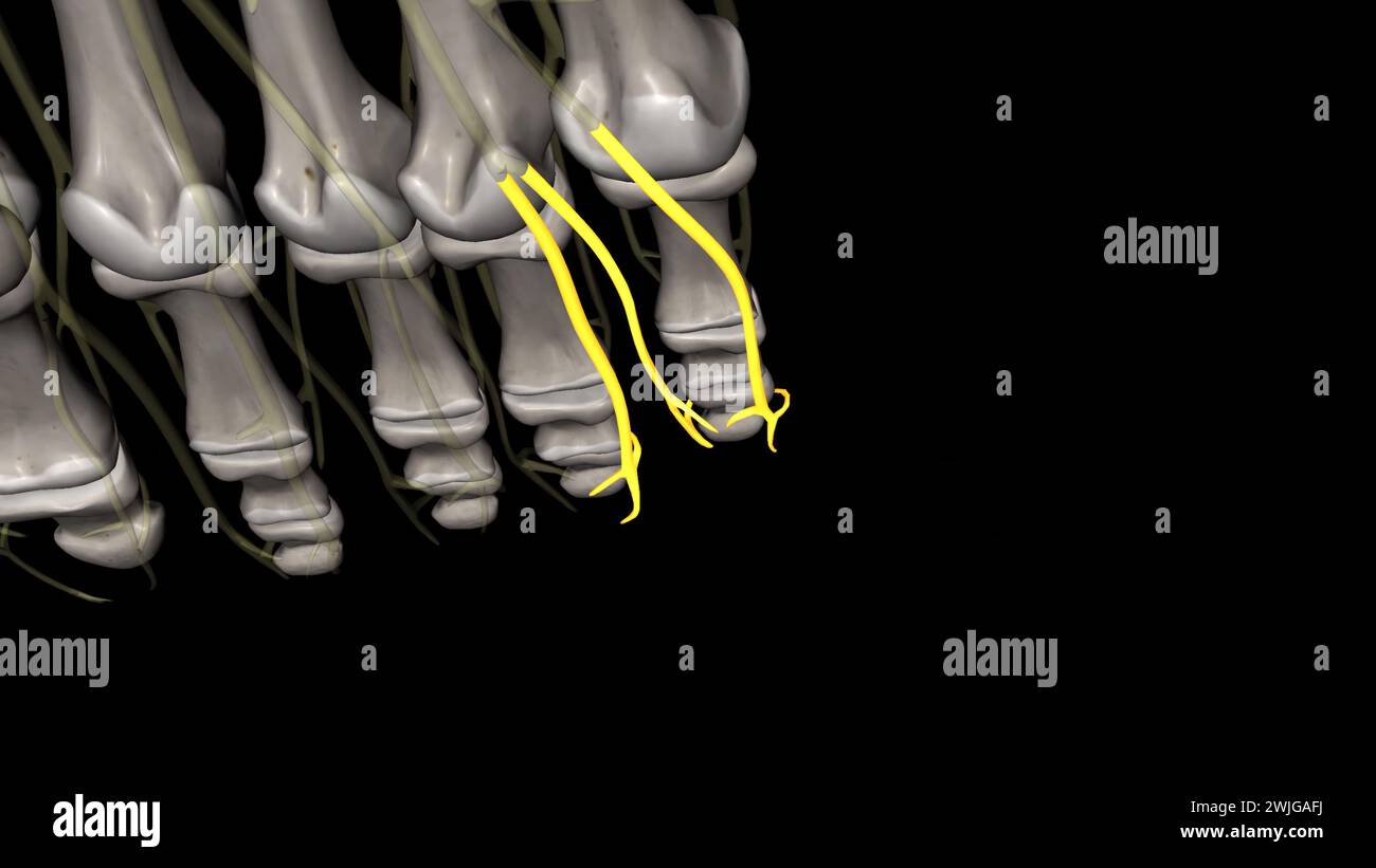 Plantar lateral hi-res stock photography and images - Alamy