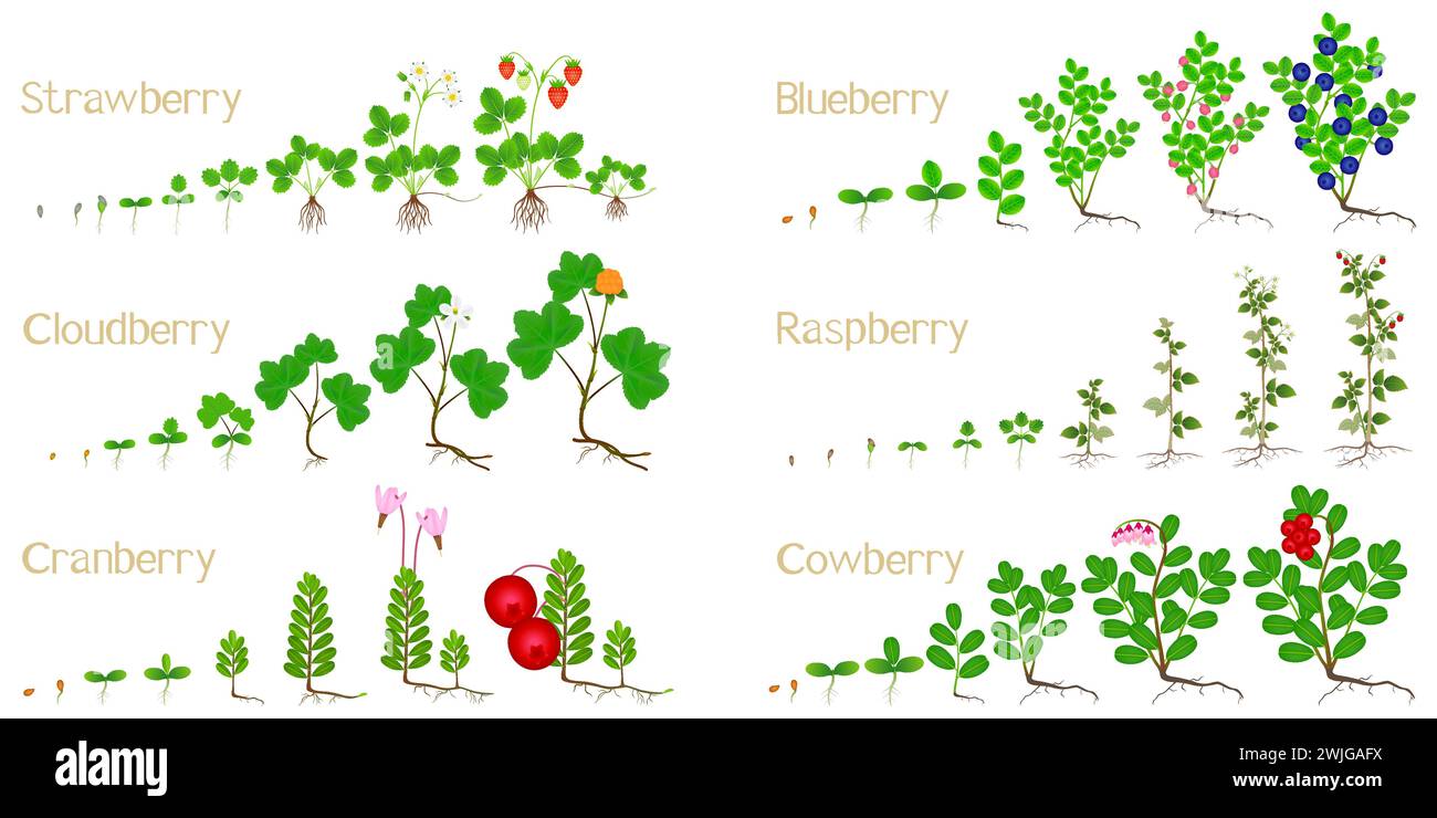 Blueberry Bush Life Cycle at Herbert Jimenez blog